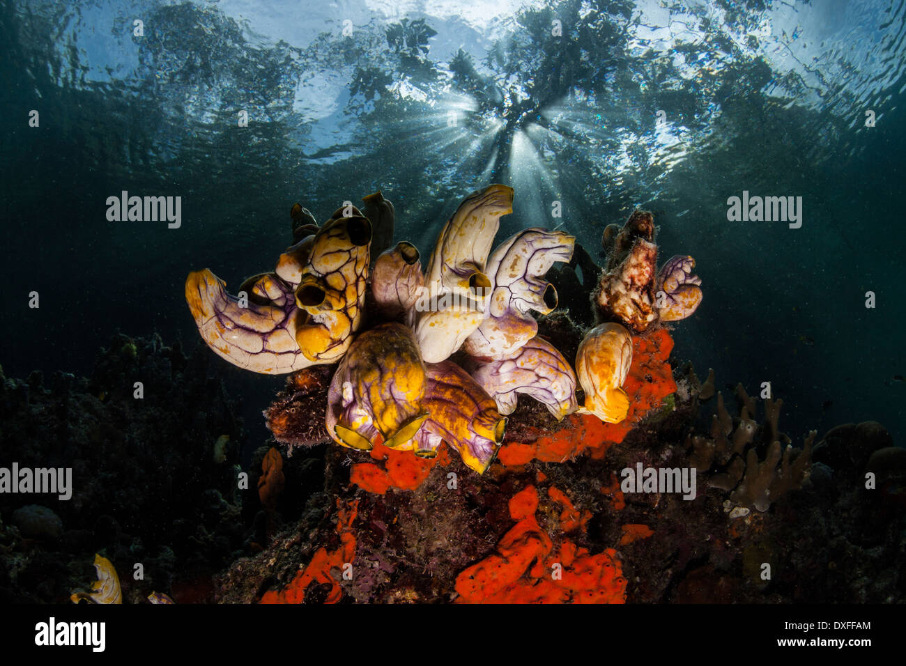 Golden Sea Squirts in shallow water, Polycarpa aurata, Raja Ampat, West ...