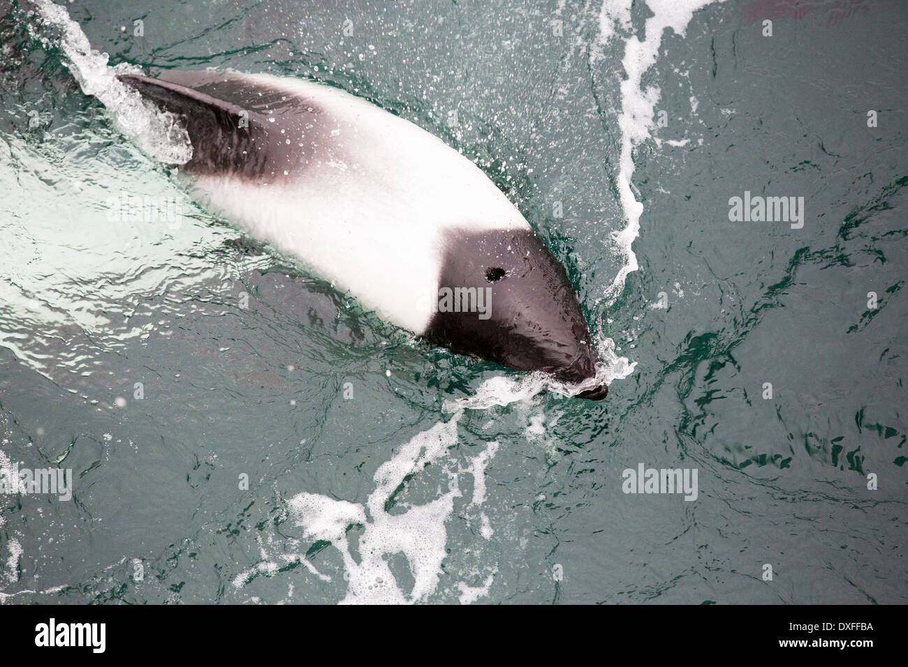 Commerson's Dolphin (Cephalorhynchus commersonii) swimming round a ship ...