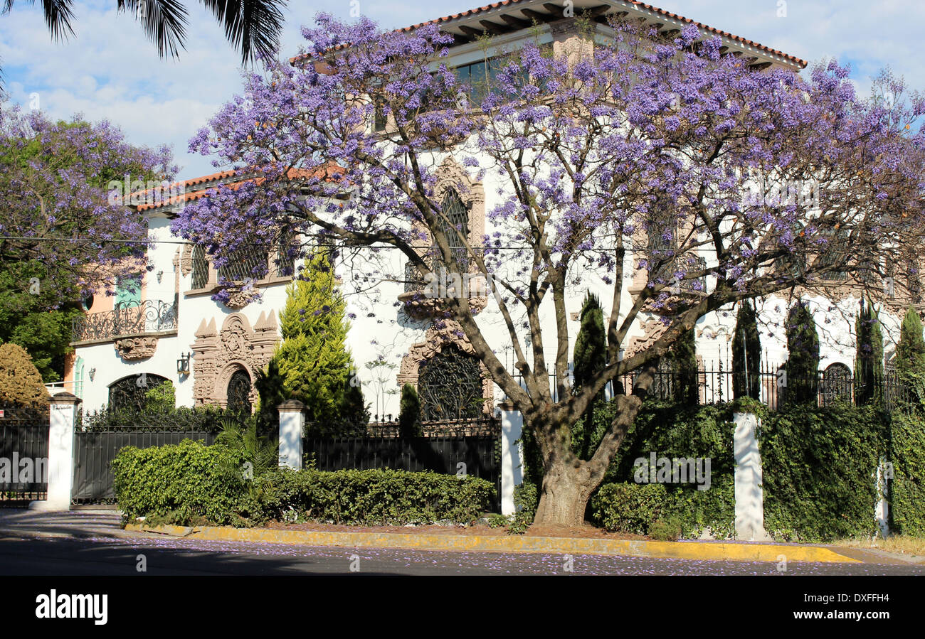Jacaranda tree mexico hi-res stock photography and images - Alamy