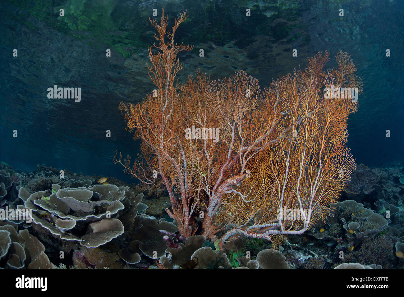 Corals in shallow Water, Melithaea sp., Raja Ampat, West Papua ...