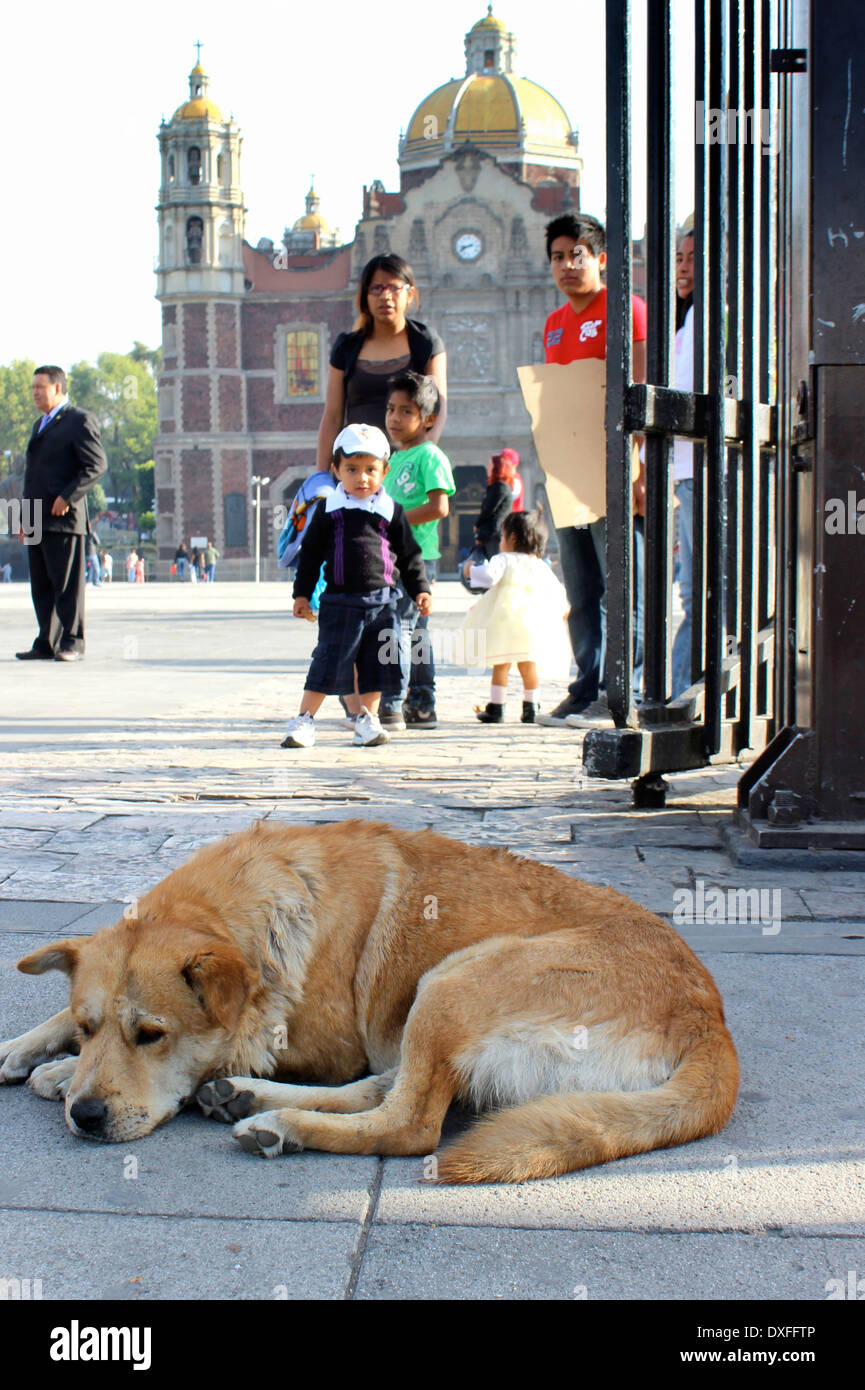 Stray dogs dog hi-res stock photography and images - Alamy