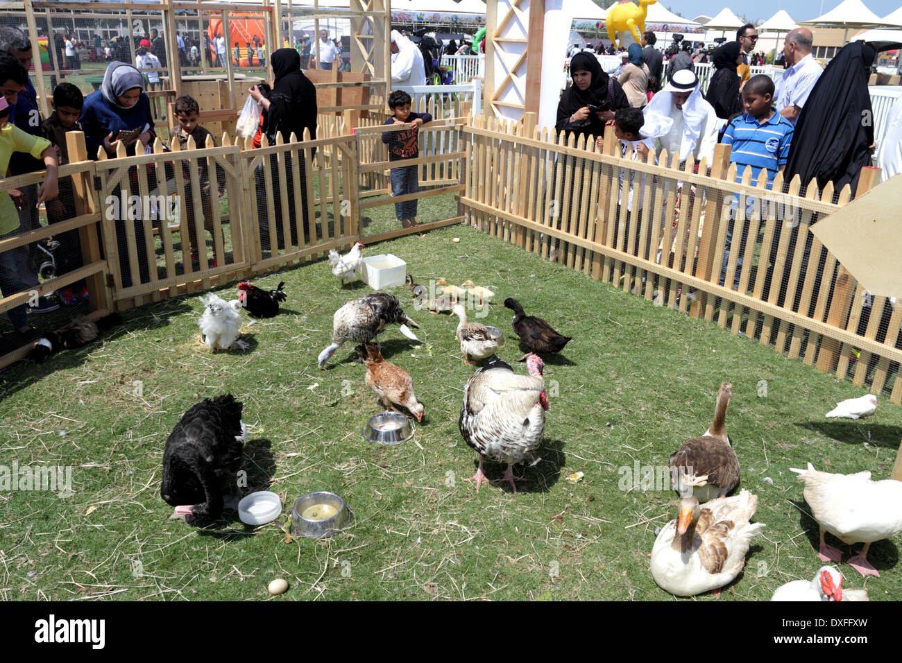 Geese, turkeys, and chickens at the Bahrain Animal Production Show ...