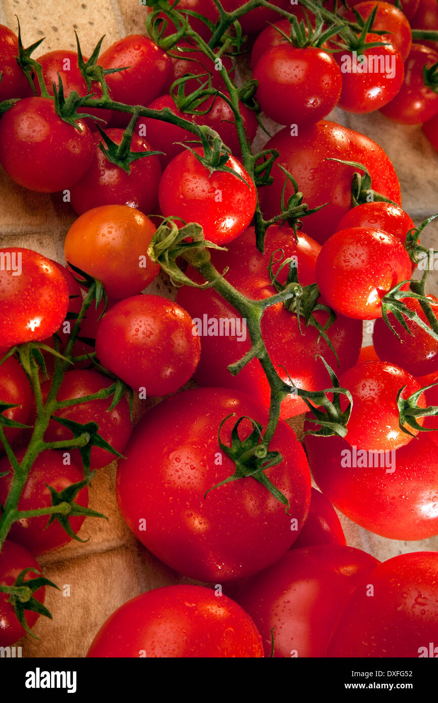 The Tomato (Solanum lycopersicum Stock Photo - Alamy