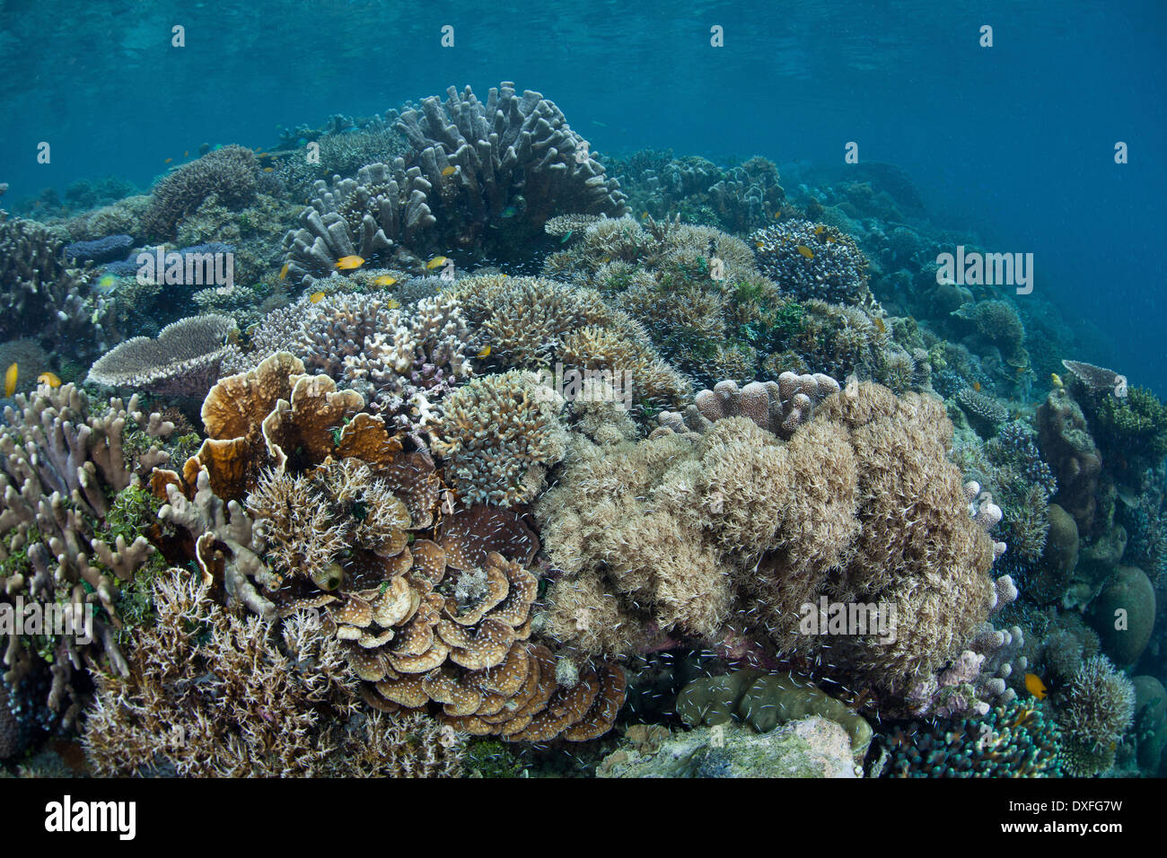 Healthy Coral Reef, Acropora sp., Raja Ampat, West Papua, Indonesia ...