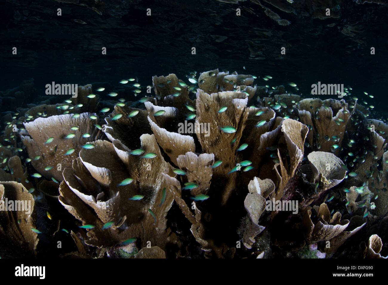 Foliose coral hi-res stock photography and images - Alamy