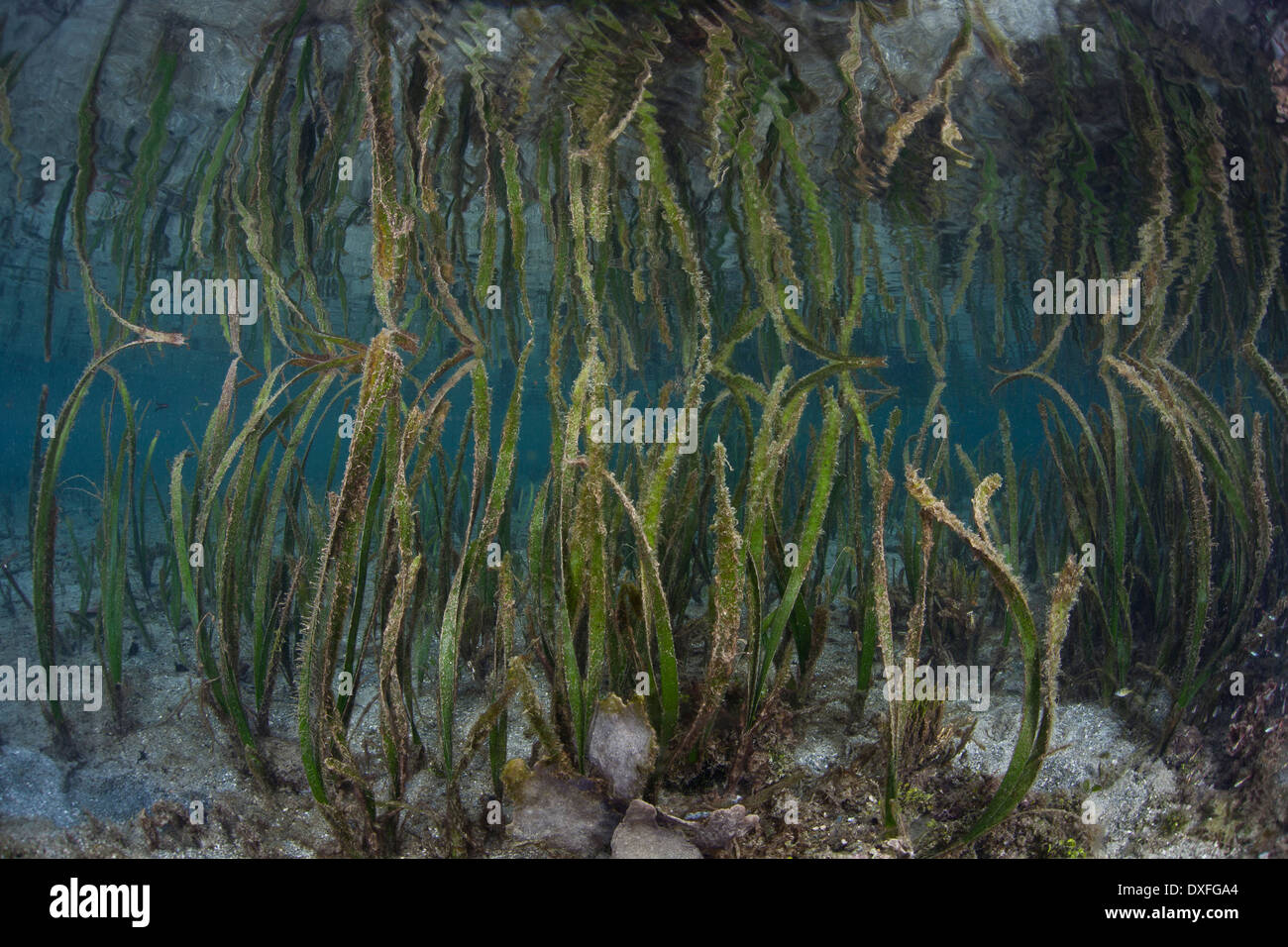 Seagrass, Enhalus sp., Raja Ampat, West Papua, Indonesia Stock Photo ...