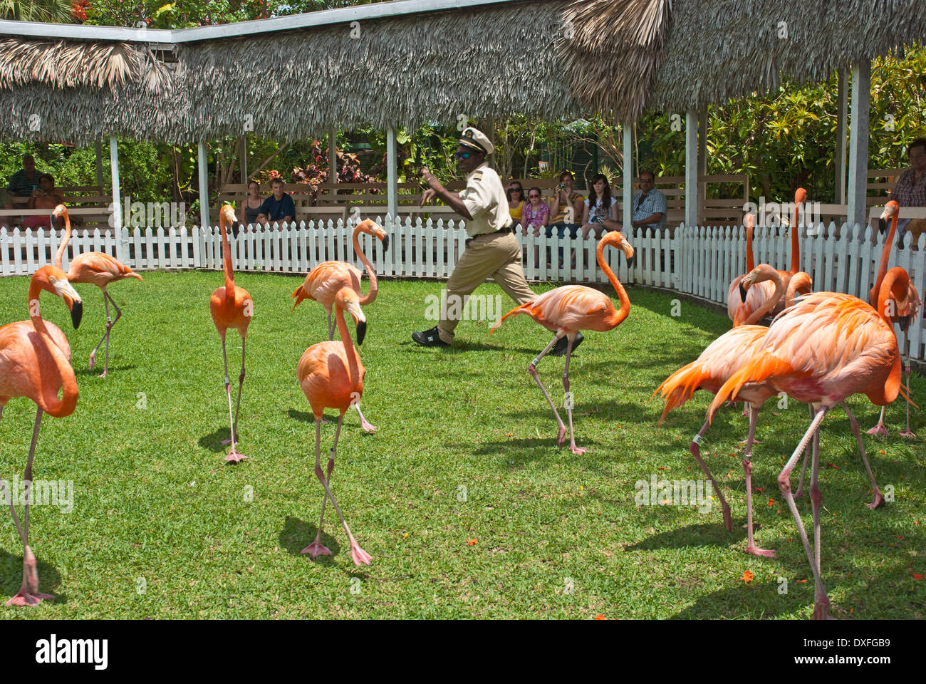 Marching Flamingo show in Ardastra Botanical Gardens in Nassau Stock ...