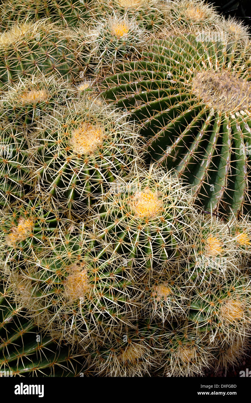 Close-up of thorns on a cactus in the Botanical Gardens of El Huerto ...