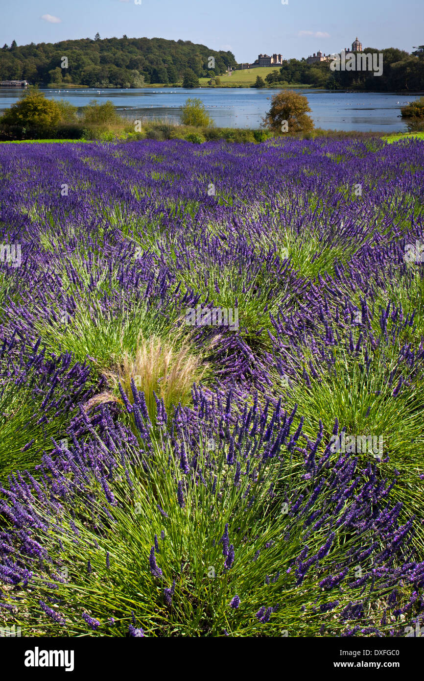A field of Lavender growing near Malton in North Yorkshire in the ...