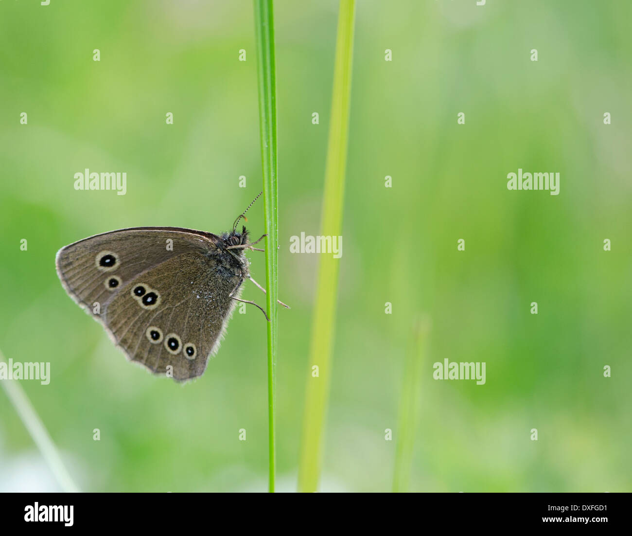 Brown butterfly larvae in grass hi-res stock photography and images - Alamy
