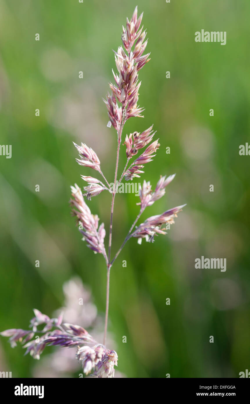 A wild grass seed head in a sunny Cumbrian Meadow Stock Photo - Alamy