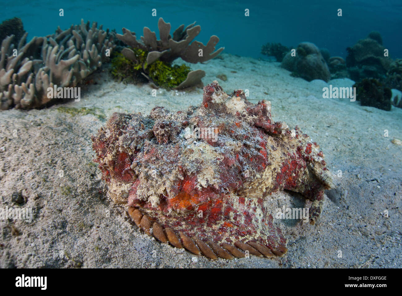 Reef Stonefisch, Synanceia verrucosa, Raja Ampat, West Papua, Indonesia ...