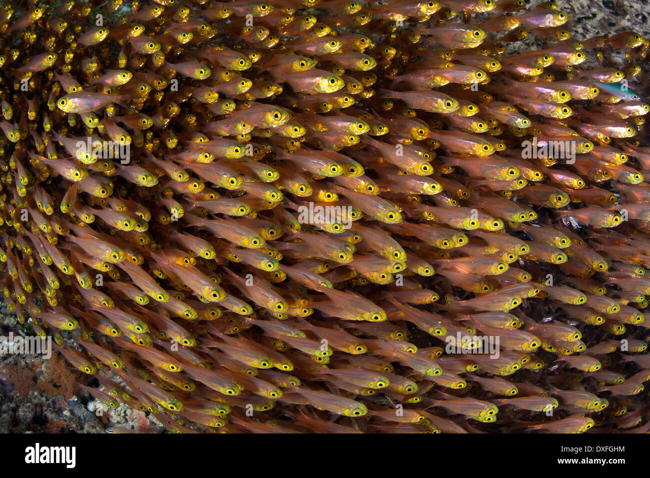 Pygmy Sweepers, Parapriacanthus ransonneti, Raja Ampat, West Papua ...