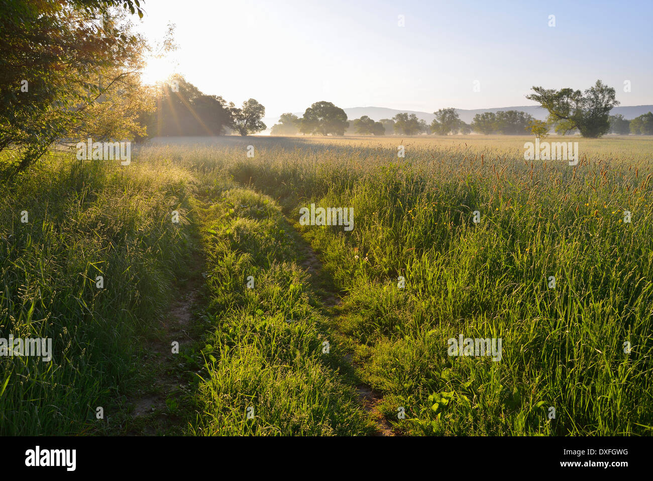 Path in meadow with sun in Spring, Kahl, Alzenau, Bavaria, Germany ...