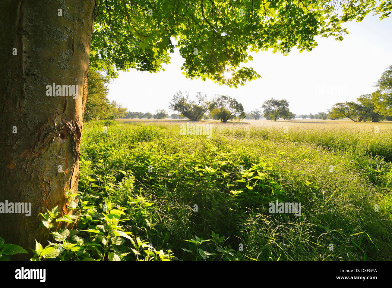 Close-up of Maple Tree with Sun in field in Spring, Kahl, Alzenau ...