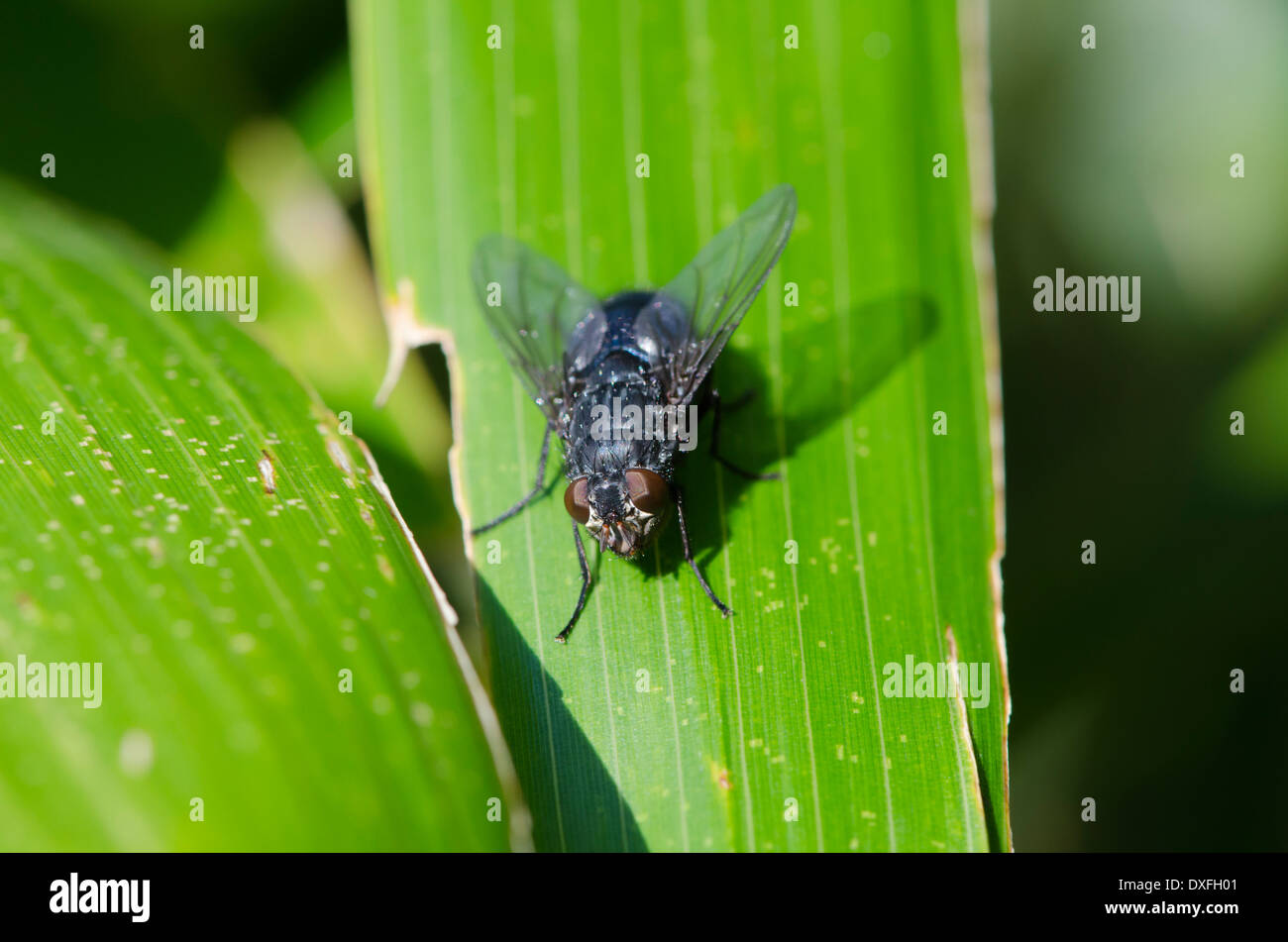 A big juicy fat black fly on a large green leaf in a sunny Cumbrian ...
