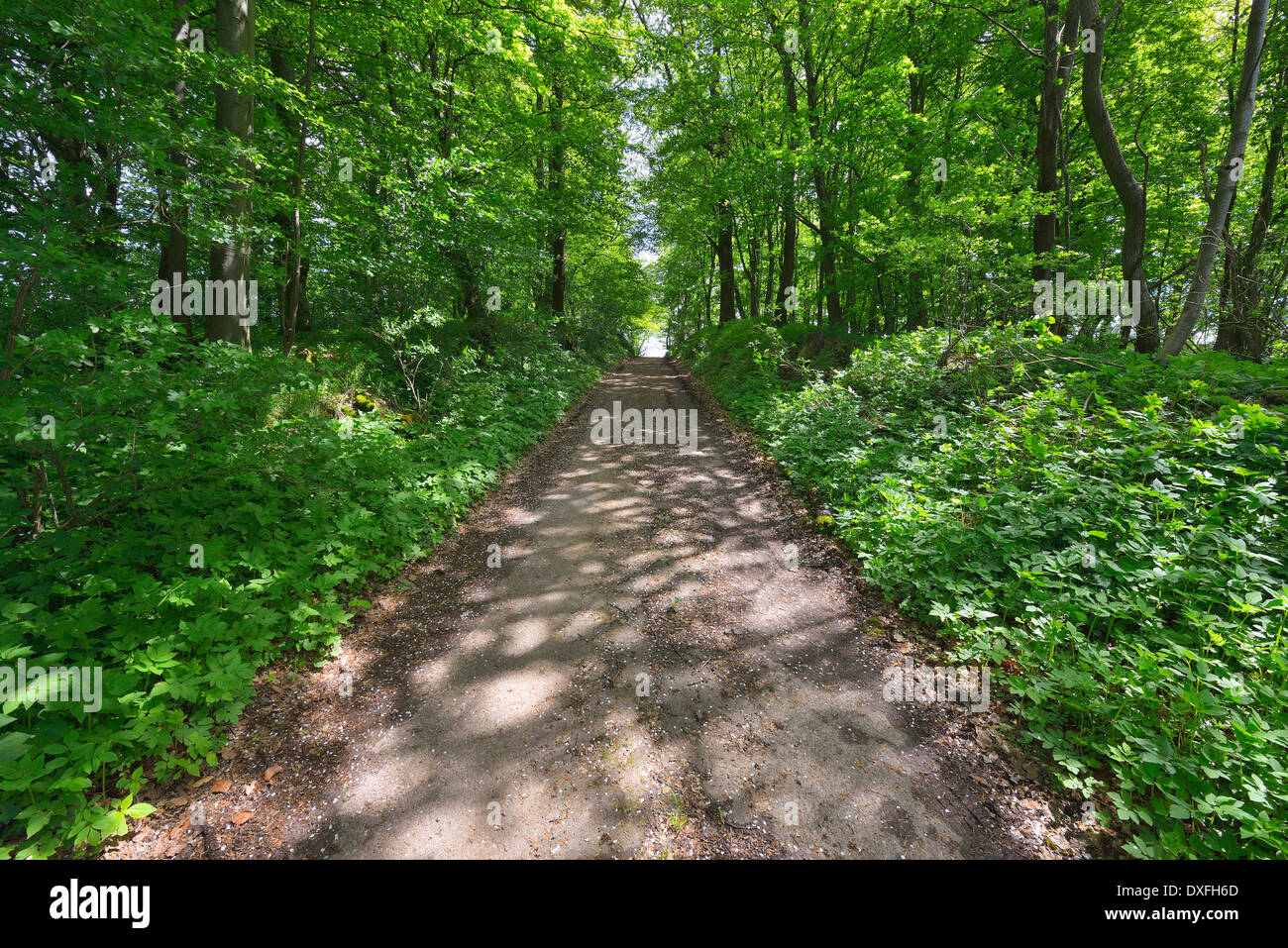 Forest path in spring hi-res stock photography and images - Alamy