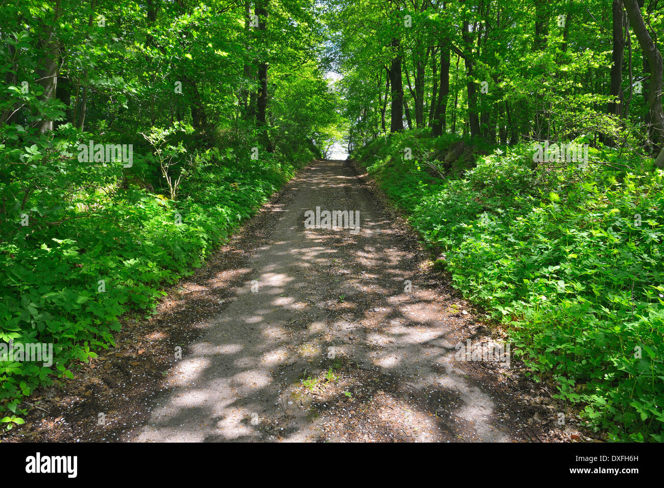 Forest path in spring hi-res stock photography and images - Alamy