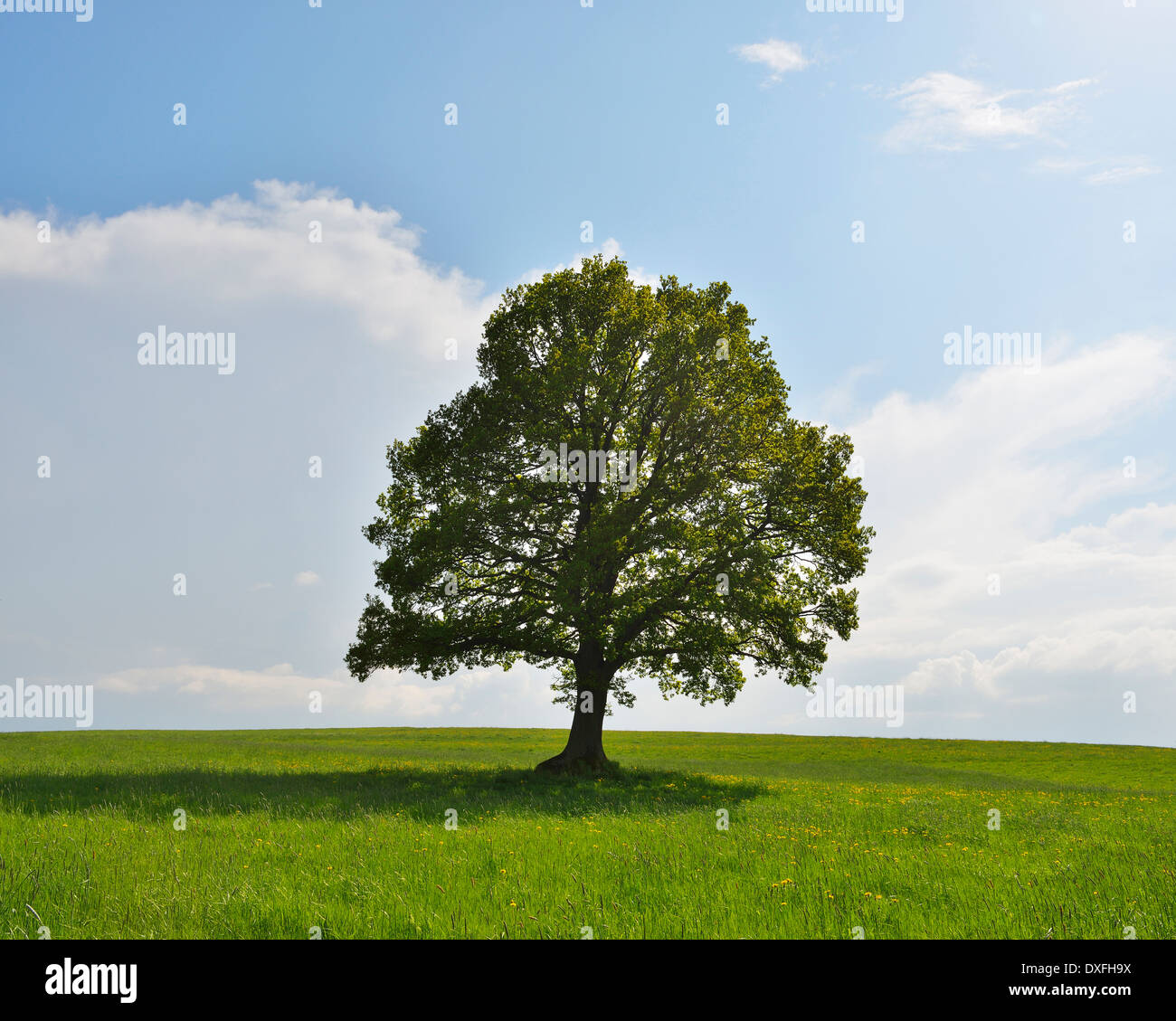 Blue skies mighty oak tree hi-res stock photography and images - Alamy