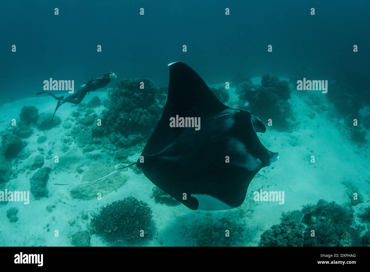 Manta Ray and Free Diver, Manta alfredi, Raja Ampat, West Papua ...