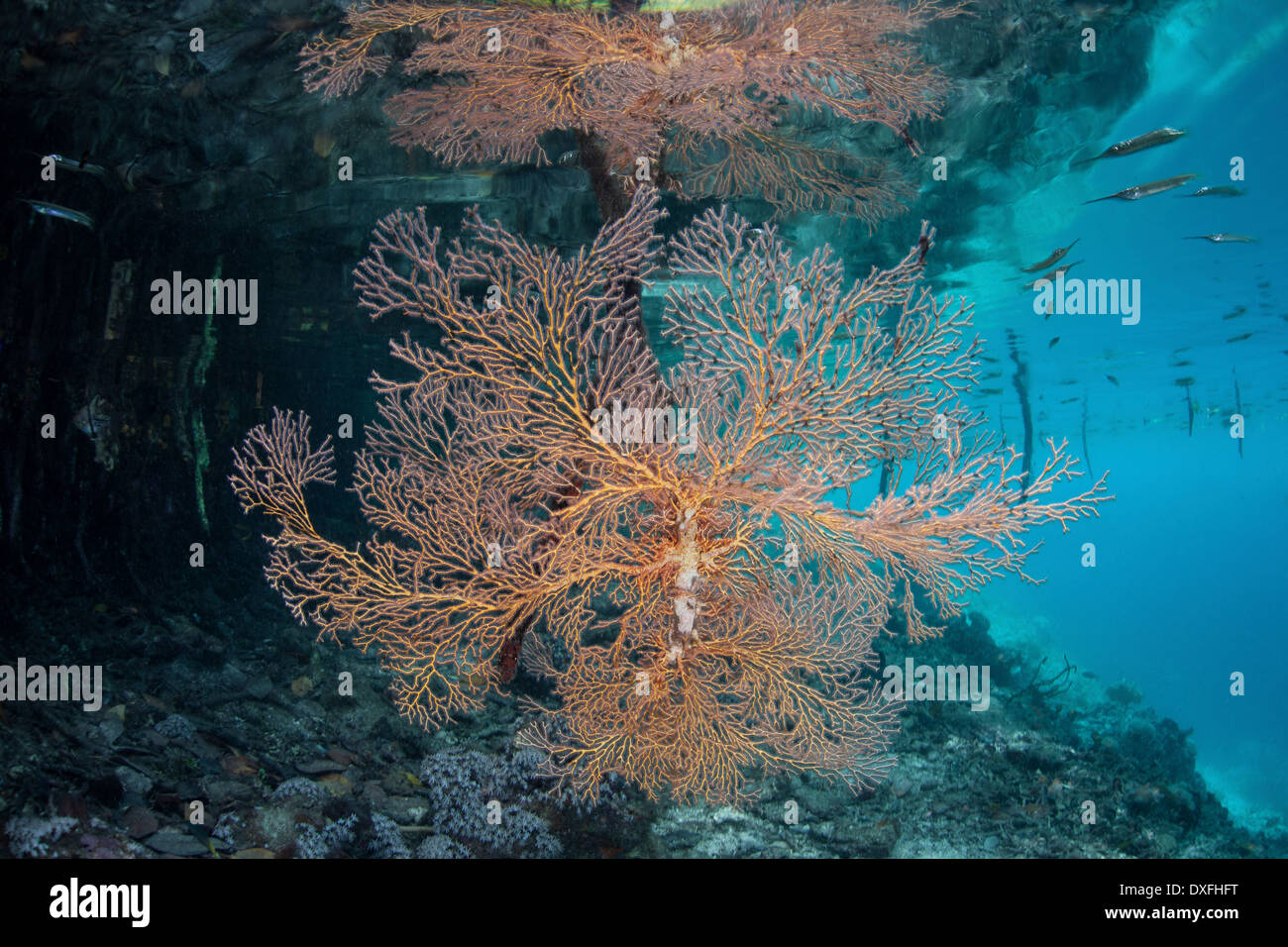 Corals growing in Mangroves, Melithaea sp., Raja Ampat, West Papua ...