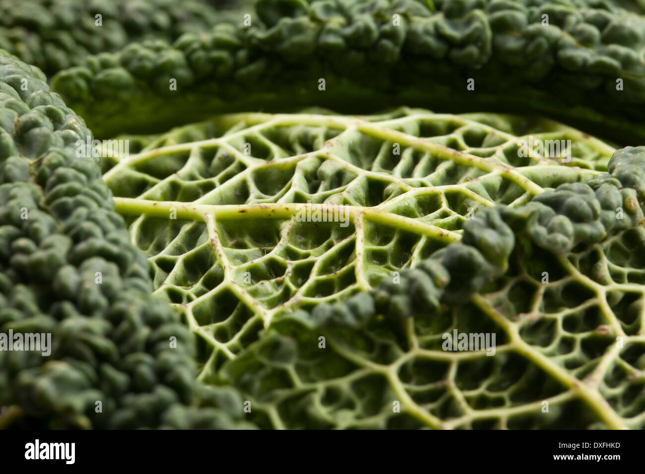 savoy cabbage macro Stock Photo - Alamy
