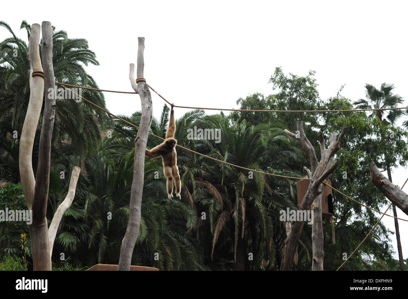 Monkey swinging rope hi-res stock photography and images - Alamy
