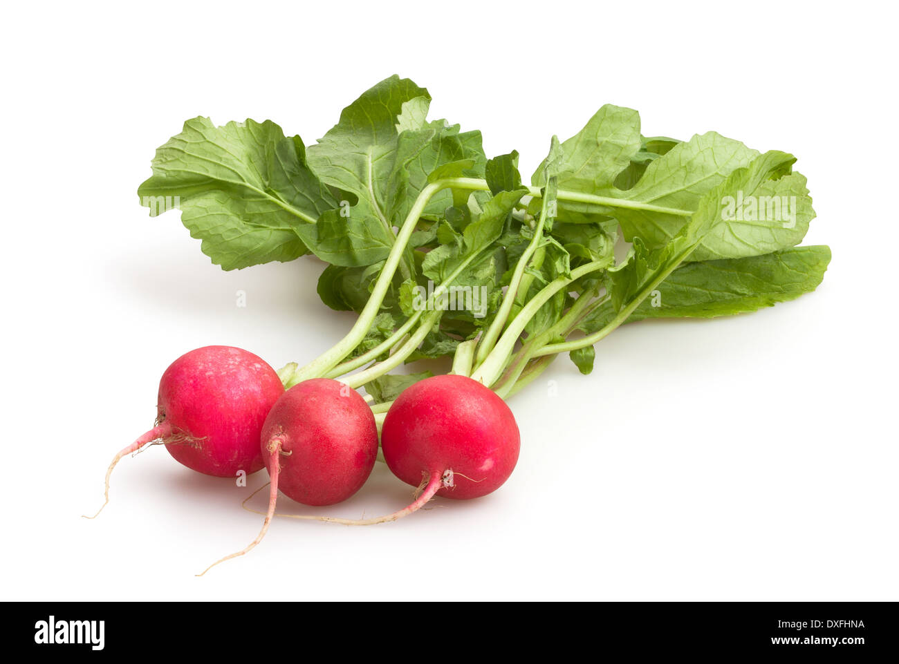 radish group isolated Stock Photo - Alamy