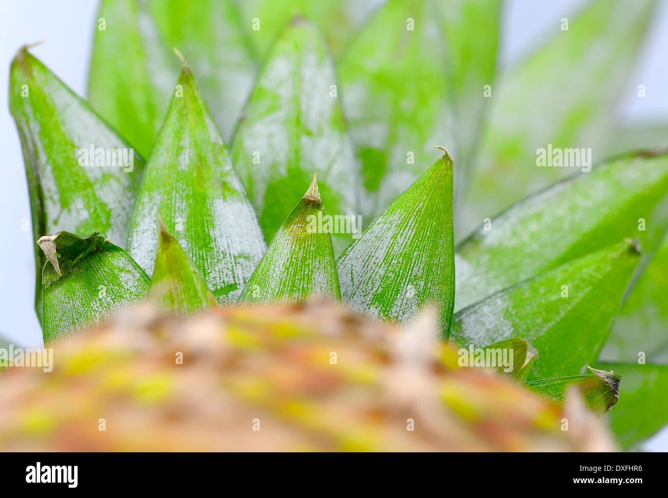 Pineapple leaves hi-res stock photography and images - Alamy