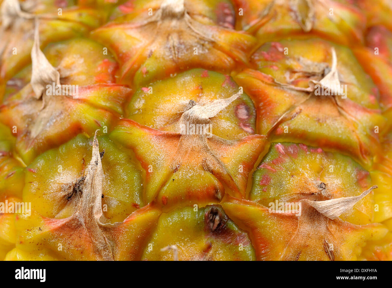 Close up pineapple skin hi-res stock photography and images - Alamy