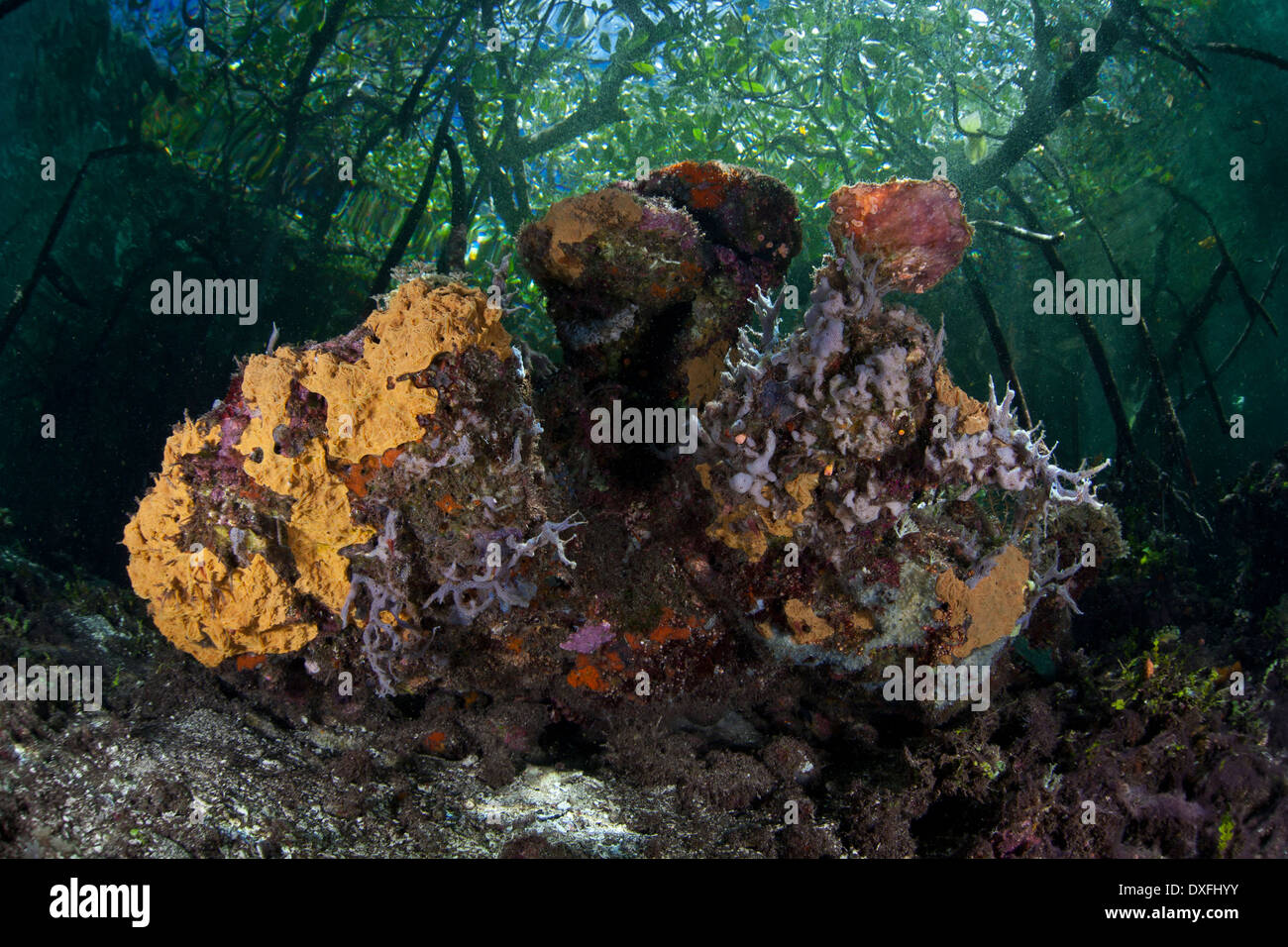 Sponges growing in Mangroves, Rhizophora, Raja Ampat, West Papua ...