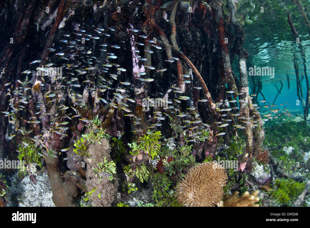 Mangrove habitat fish underwater hi-res stock photography and images - Alamy