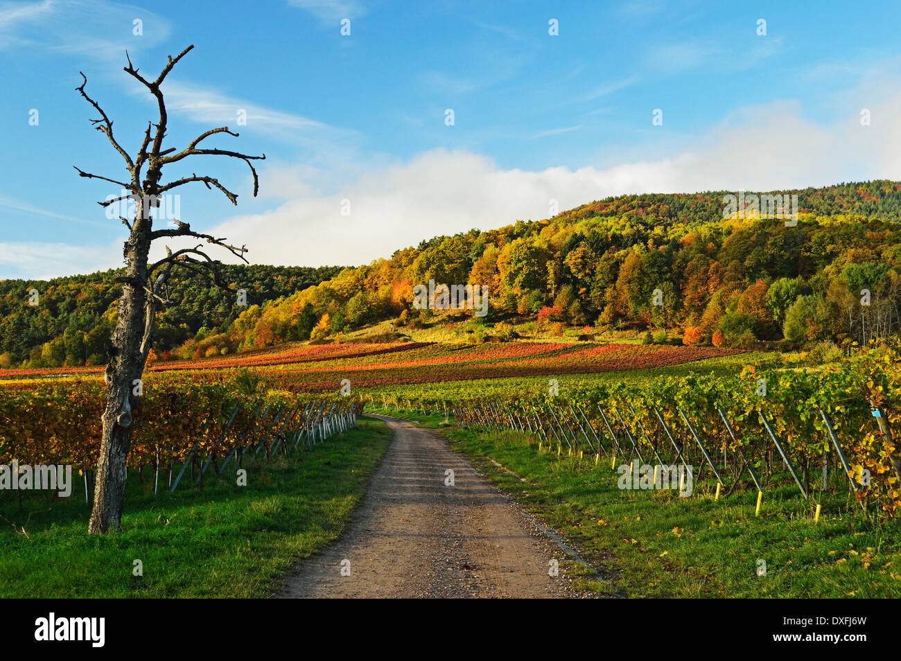 Vineyard Landscape, near St Martin, German Wine Route, Rhineland ...