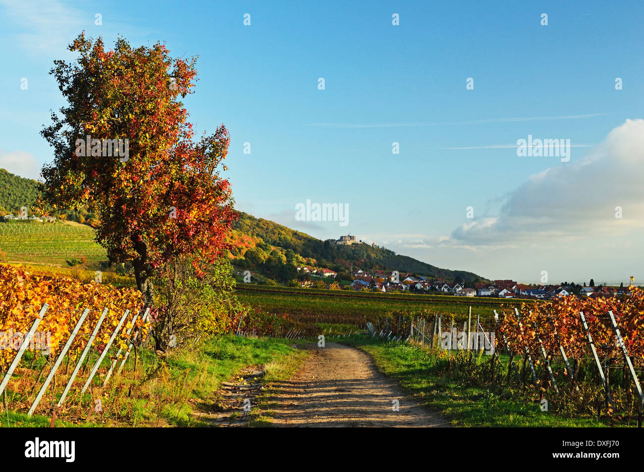 Vineyard Landscape, near St Martin, German Wine Route, Rhineland ...