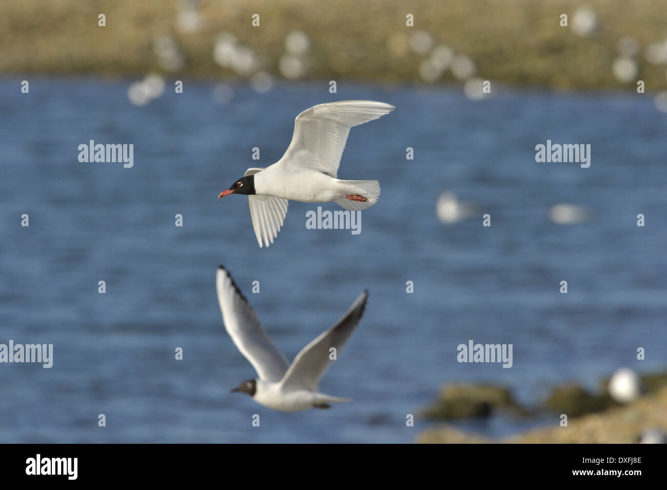 Breeding Plumage Mediterranean Gull High Resolution Stock Photography ...