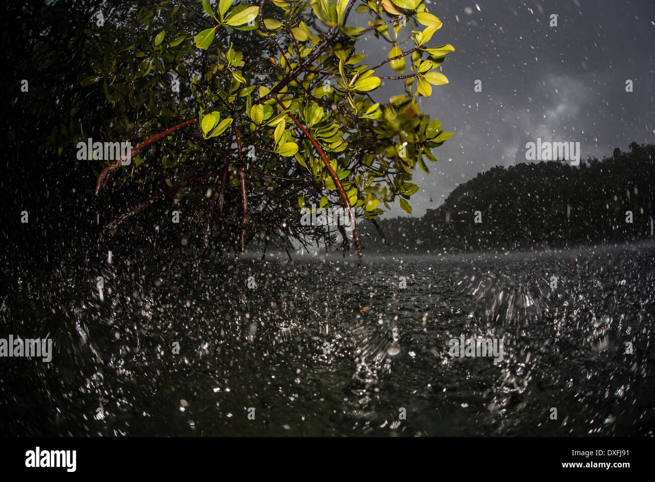 Rain in Mangroves, Raja Ampat, West Papua, Indonesia Stock Photo - Alamy