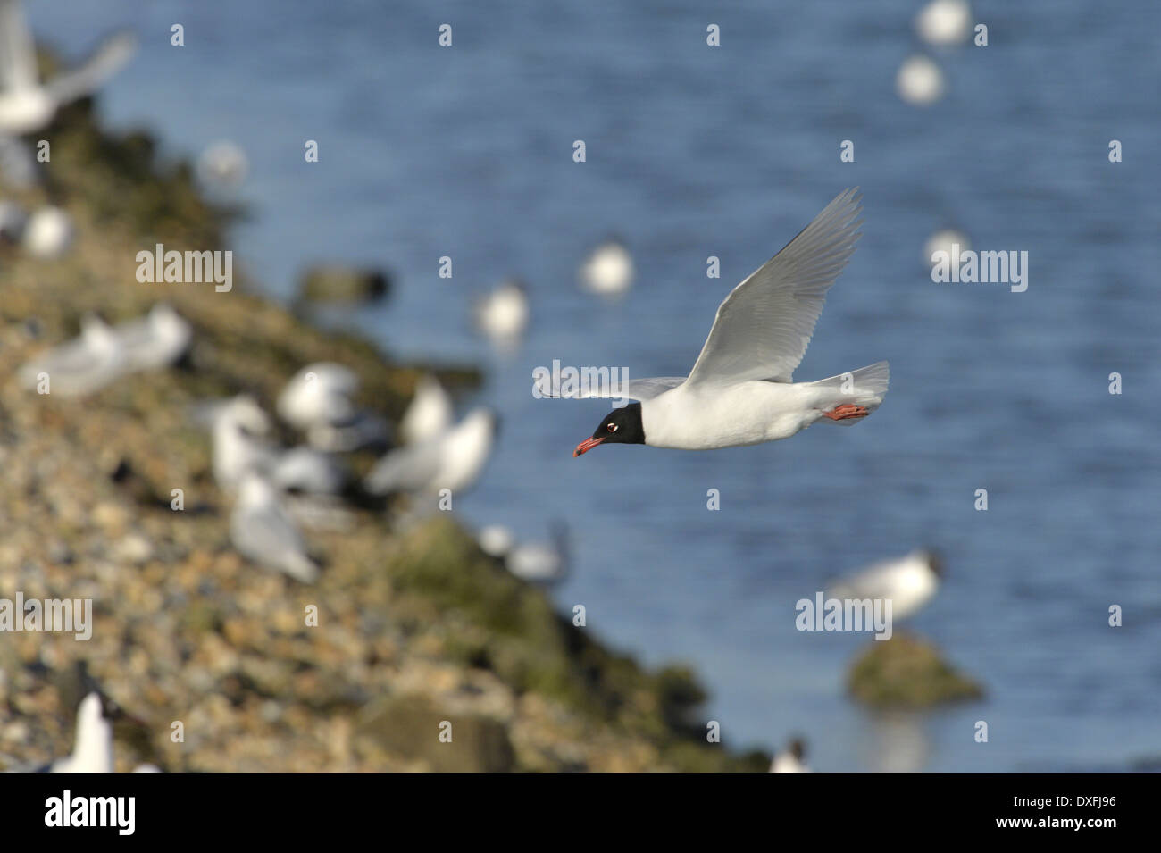Mediterranean Gull Larus melanocephalus - Breeding Adult Stock Photo ...