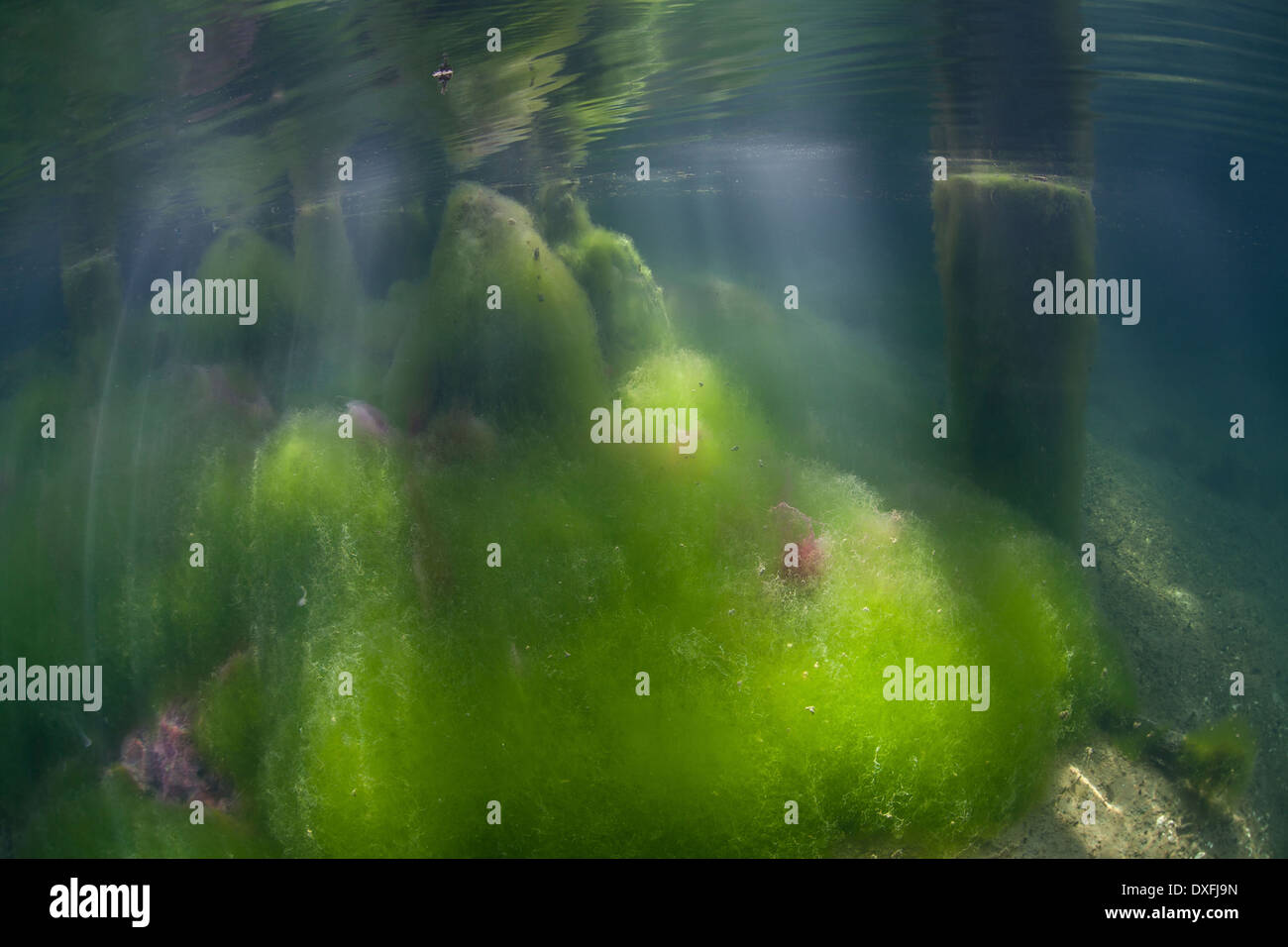 Algaes in Marine Lake, Raja Ampat, West Papua, Indonesia Stock Photo ...