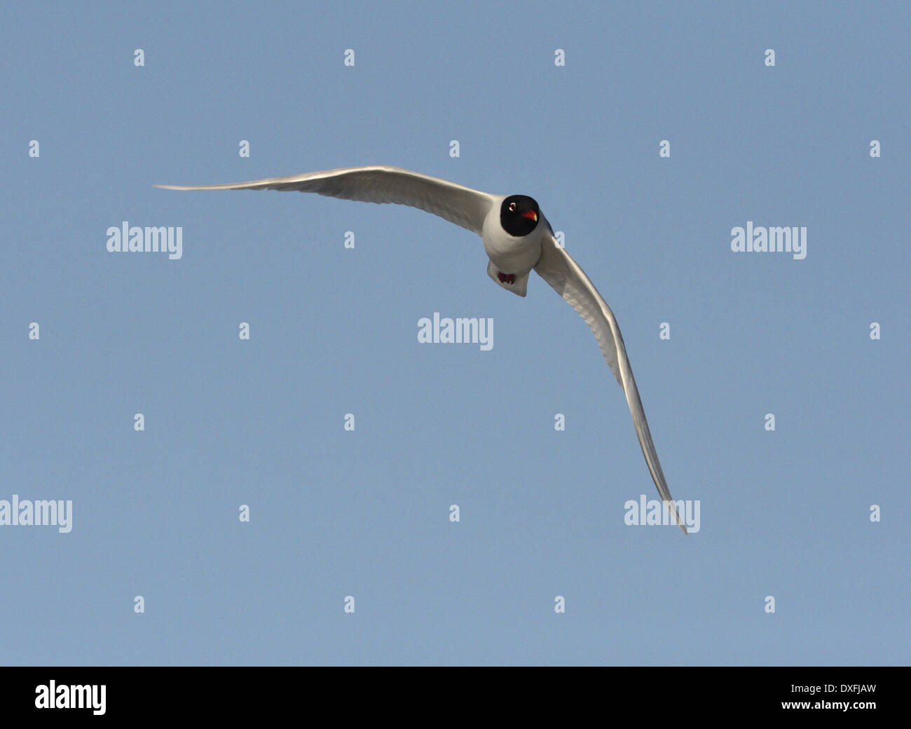 Breeding plumage mediterranean gull hi-res stock photography and images ...