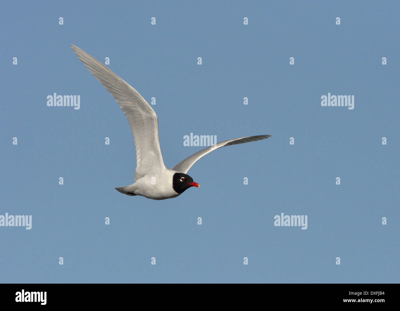 Breeding Plumage Mediterranean Gull High Resolution Stock Photography ...