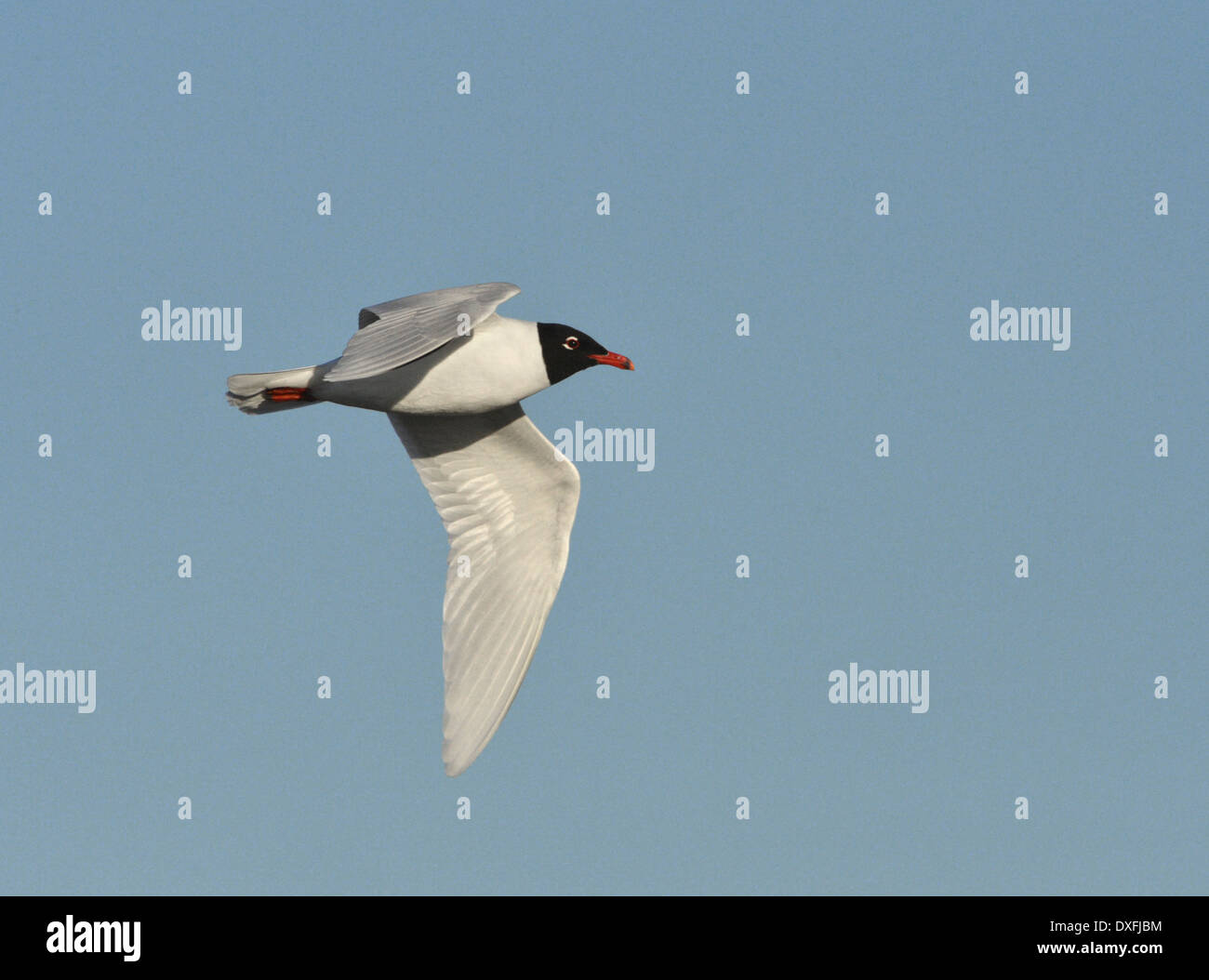 Breeding plumage mediterranean gull hi-res stock photography and images ...