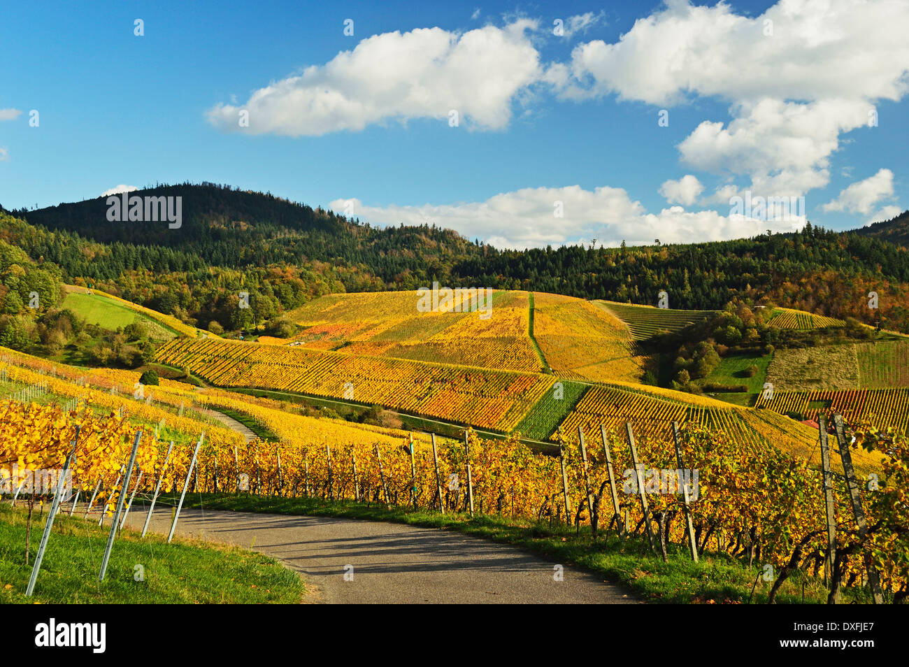 Baden wine route hi-res stock photography and images - Alamy