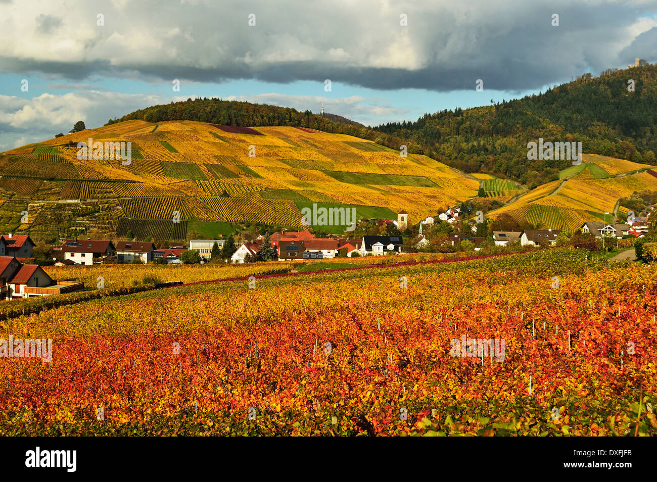 Vineyard Landscape, Neuweier Village and Yburg Castle, Ortenau, Baden ...
