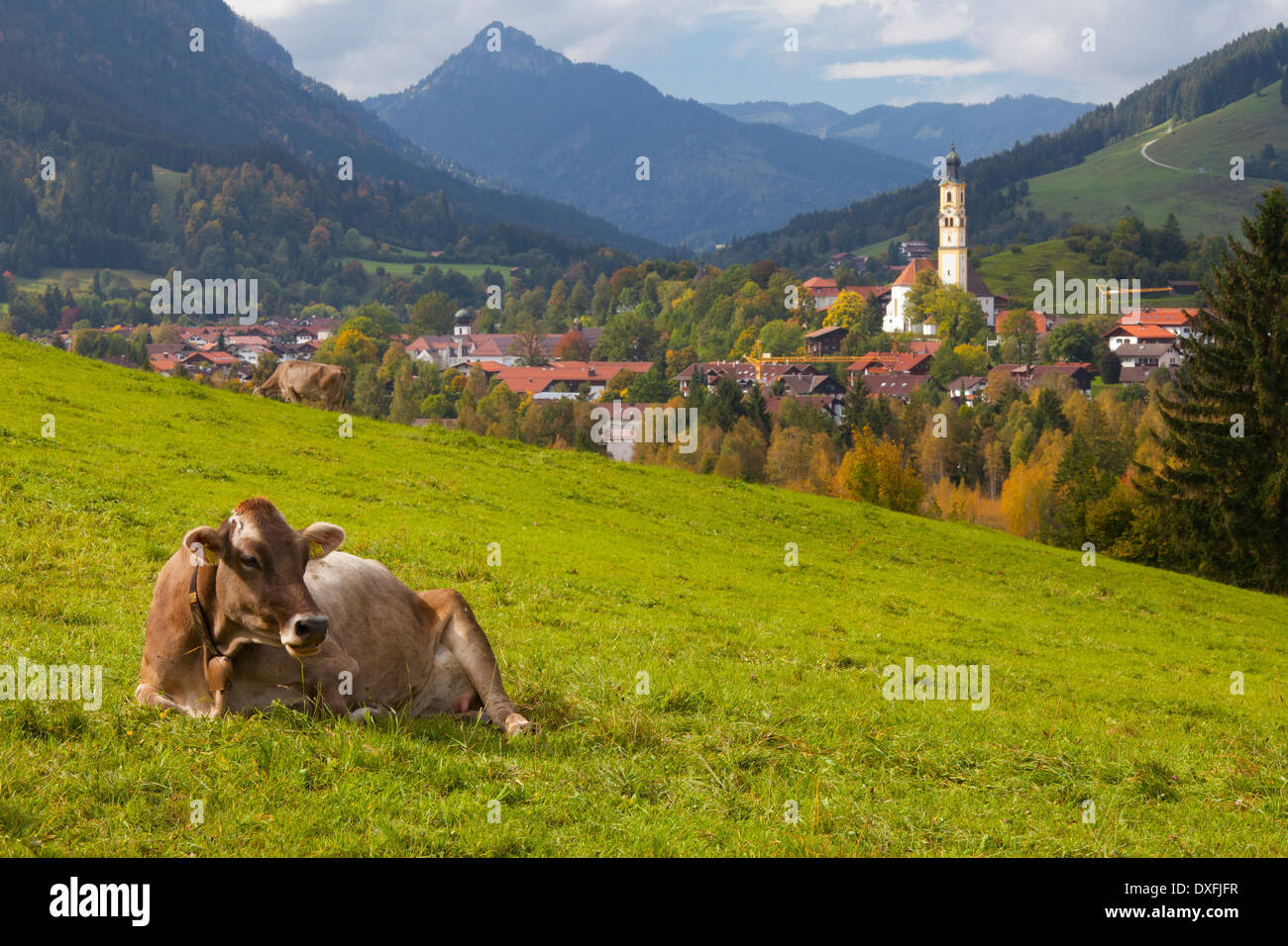 Cow above the town of Pfronten (near Fussen), Allgäu, Bavaria, Germany ...