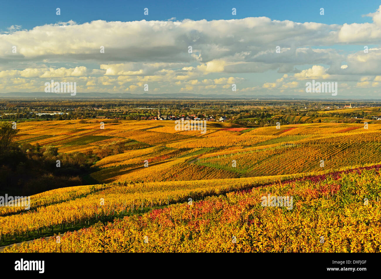 Vineyard Landscape, Ortenau, Baden Wine Route, Baden-Wurttemberg ...