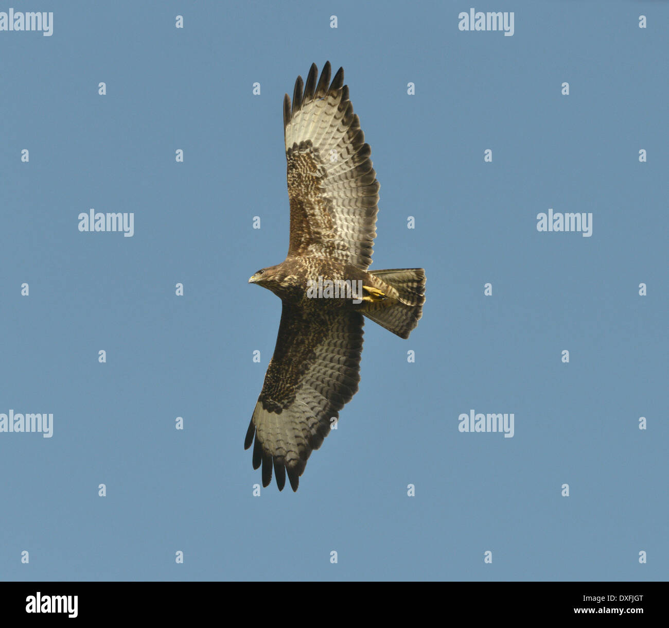 BUZZARD Buteo buteo Stock Photo - Alamy