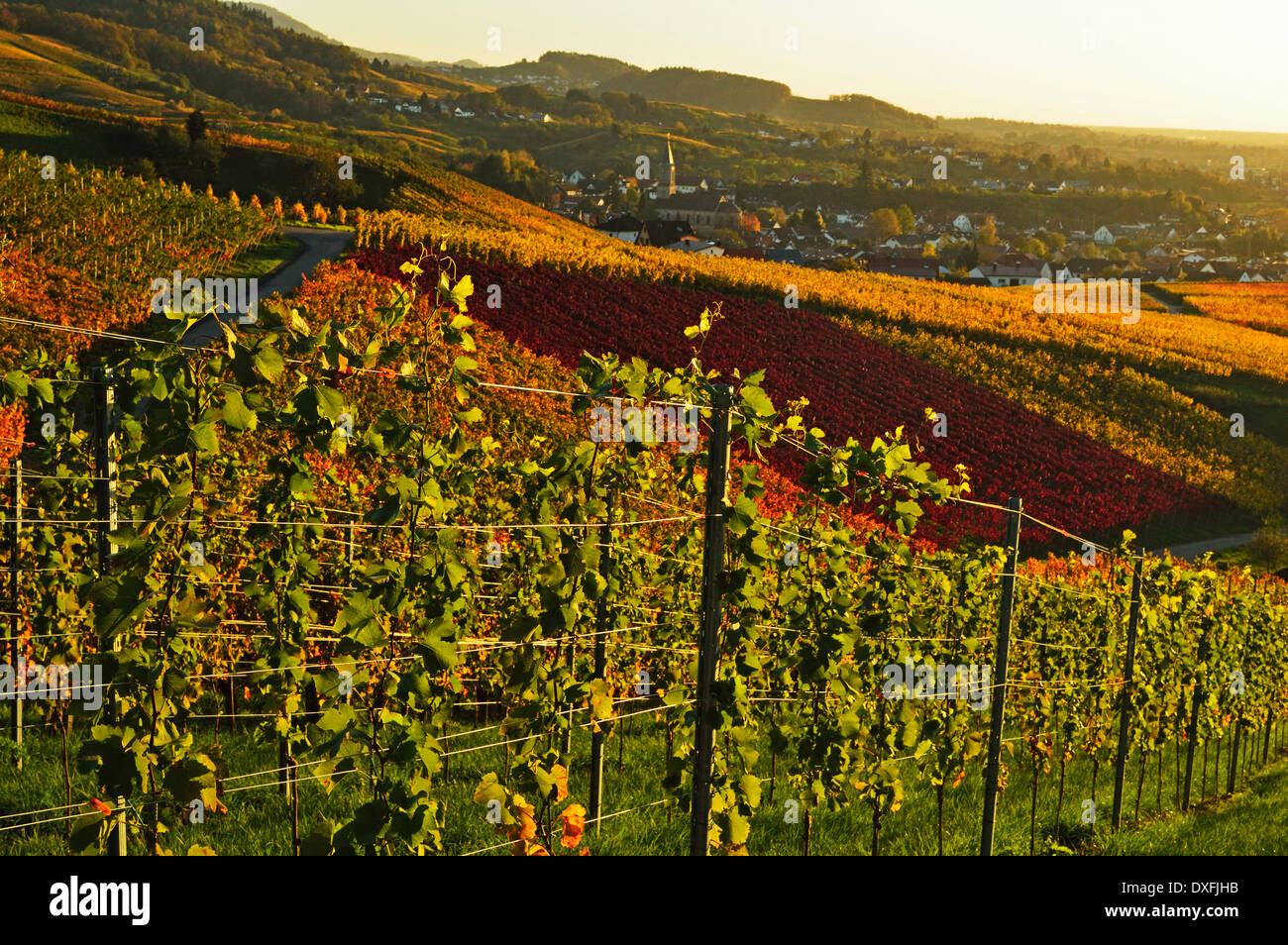 Baden wine route hi-res stock photography and images - Alamy