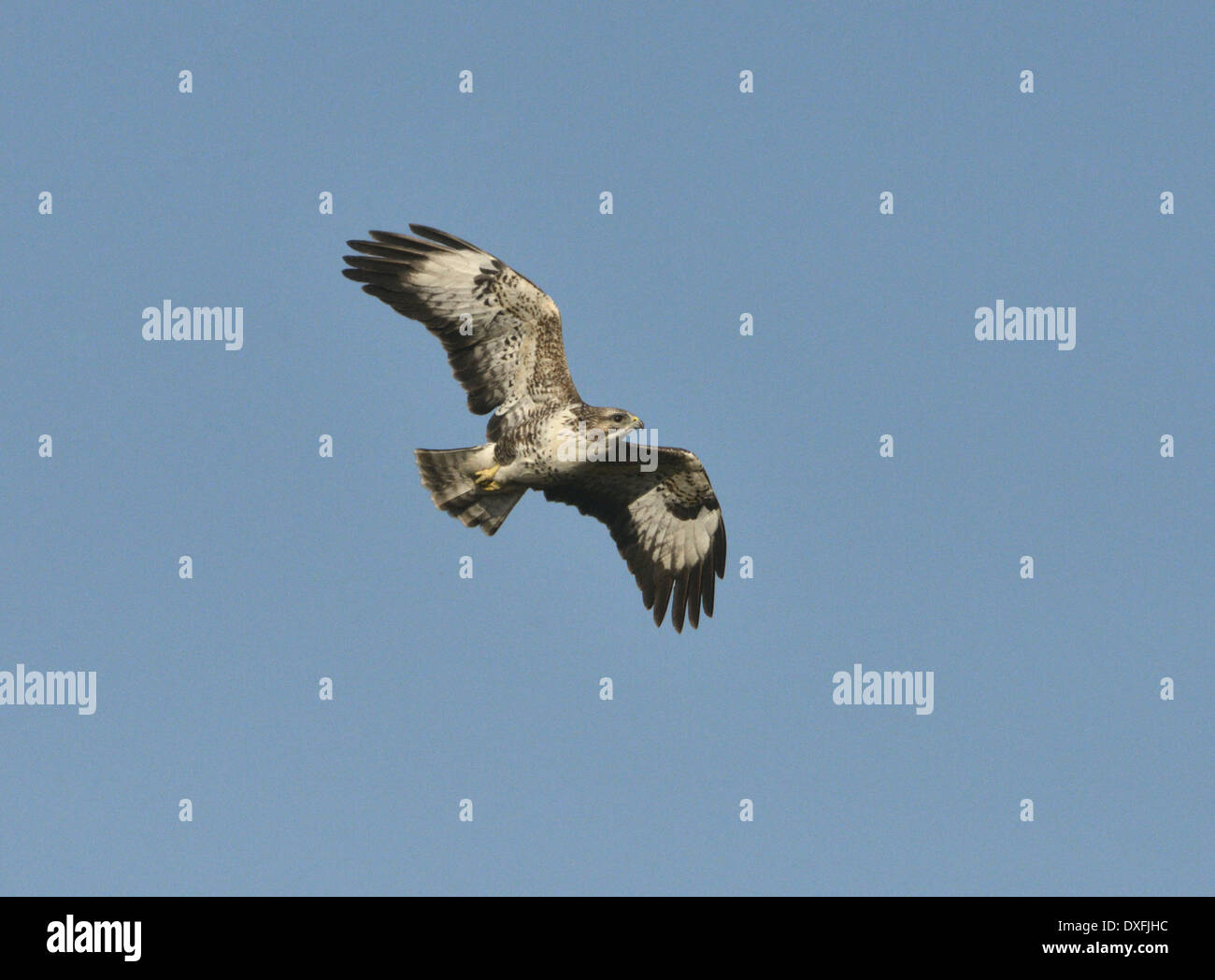 Common buzzard in flight hi-res stock photography and images - Alamy