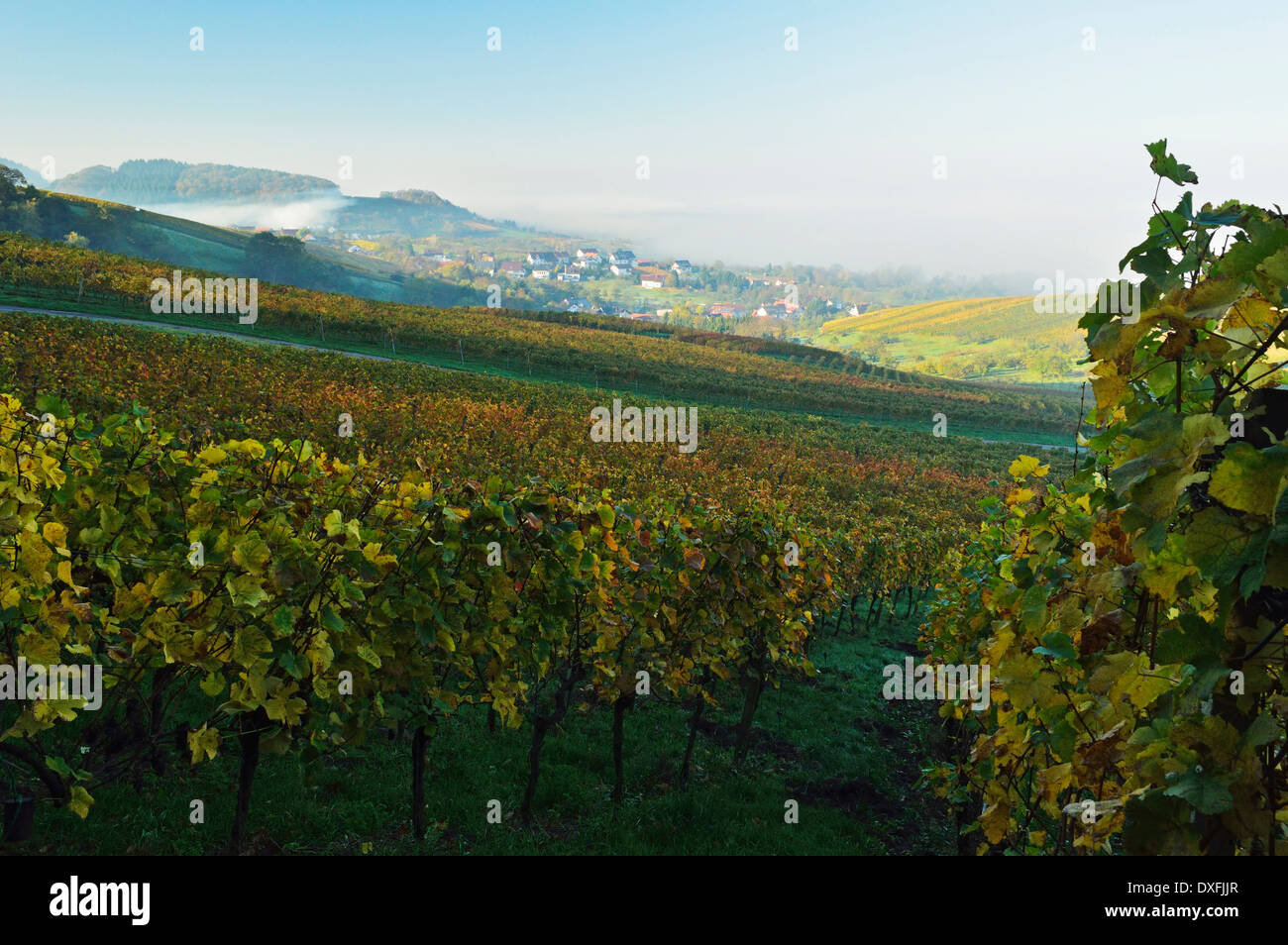 Vineyard Landscape, Ortenau, Baden Wine Route, Baden-Wurttemberg ...