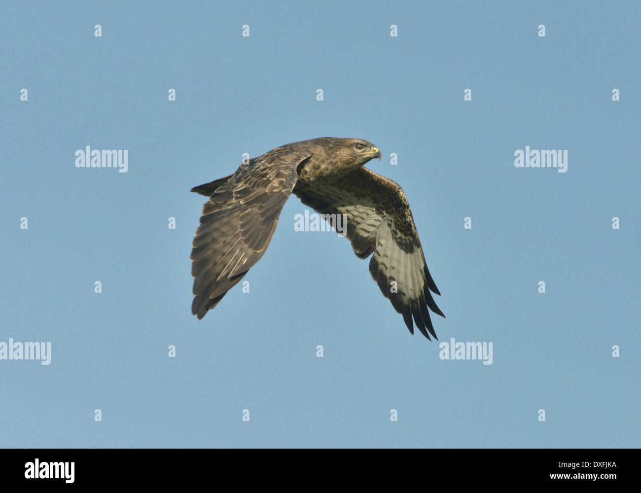 Common buzzard in flight hi-res stock photography and images - Alamy